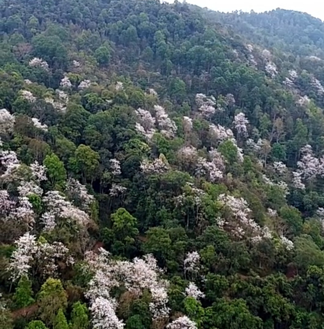 2025 Spring 1st Pick 500+ Years Old Tree Yi Bang Cat Ear Gushu Green P ...